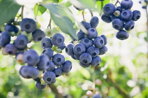 The Elliot Blueberry - Minneopa Orchards