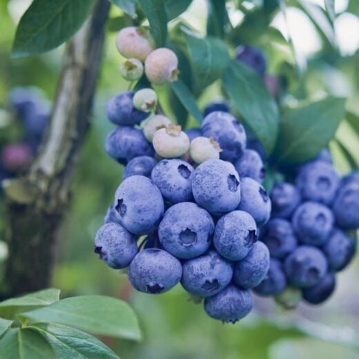 The O'Neal Blueberry - Minneopa Orchards