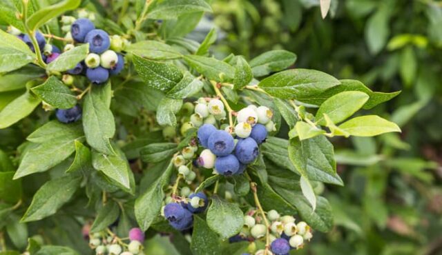 The Snowchaser Blueberry - Minneopa Orchards