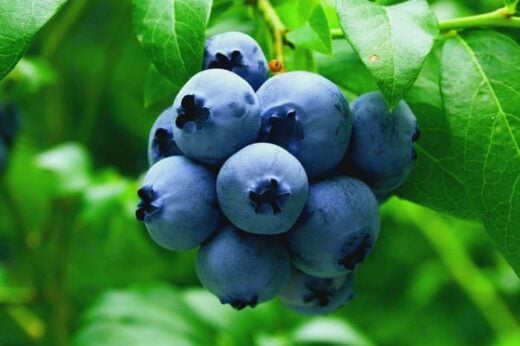 The Draper Blueberry - Minneopa Orchards