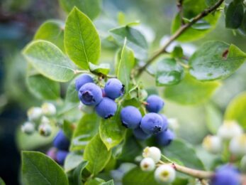 The Patriot Blueberry - Minneopa Orchards