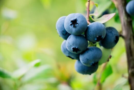 The Sharpblue Blueberry - Minneopa Orchards