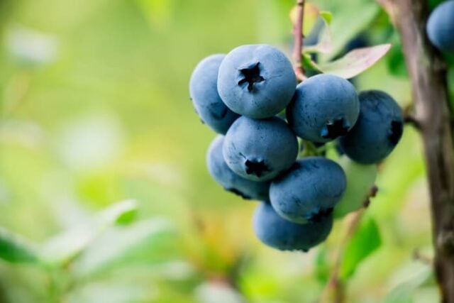 The Sharpblue Blueberry - Minneopa Orchards