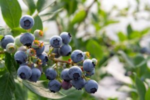 The Northland Blueberry - Minneopa Orchards