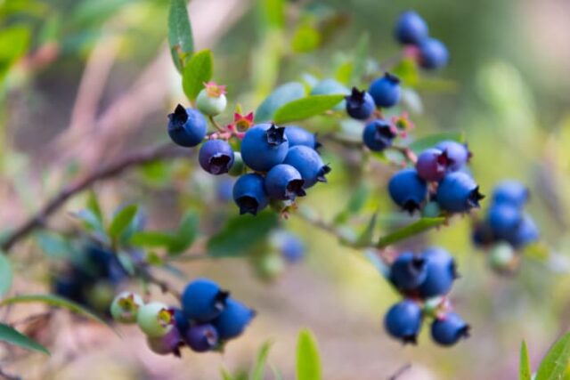 The Star Blueberry - Minneopa Orchards