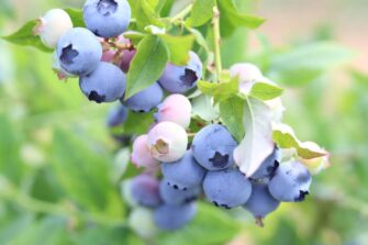 The Legacy Blueberry - Minneopa Orchards