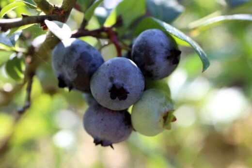The Premier Blueberry - Minneopa Orchards