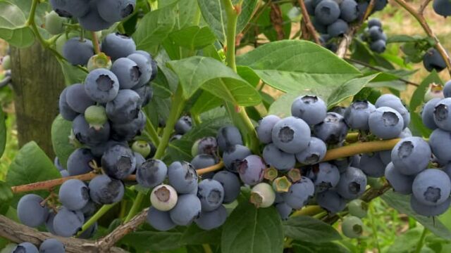 The Duke Blueberry - Minneopa Orchards