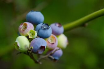 The Legacy Blueberry - Minneopa Orchards