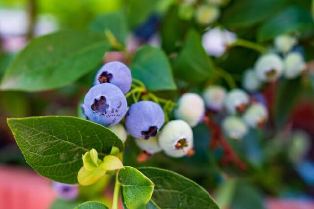 The Sunshine Blue Blueberry - Minneopa Orchards