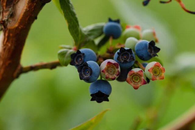 The Star Blueberry - Minneopa Orchards