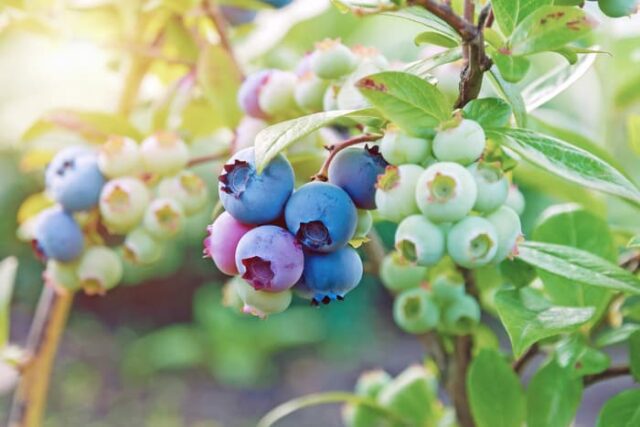 The Jersey Blueberry - Minneopa Orchards