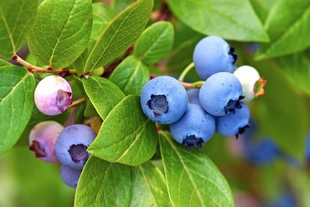 The Duke Blueberry - Minneopa Orchards
