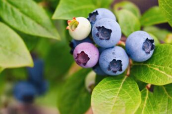 The Sunshine Blue Blueberry - Minneopa Orchards