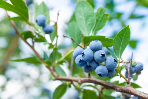 The Jersey Blueberry - Minneopa Orchards