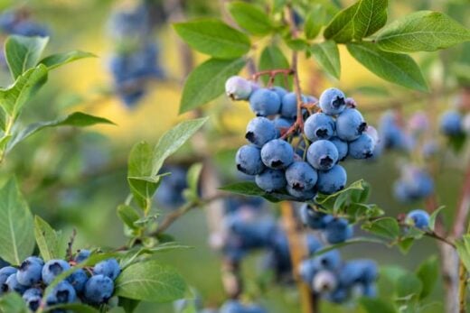 The Draper Blueberry - Minneopa Orchards