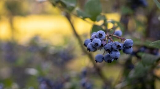 The Northland Blueberry - Minneopa Orchards