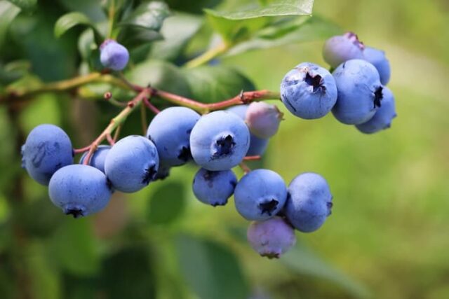 The Sunshine Blue Blueberry - Minneopa Orchards