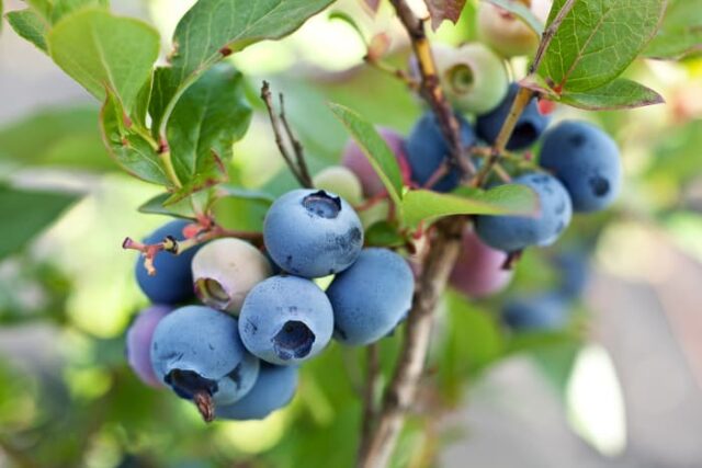 The Duke Blueberry - Minneopa Orchards
