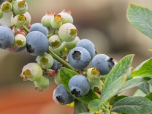The Duke Blueberry - Minneopa Orchards