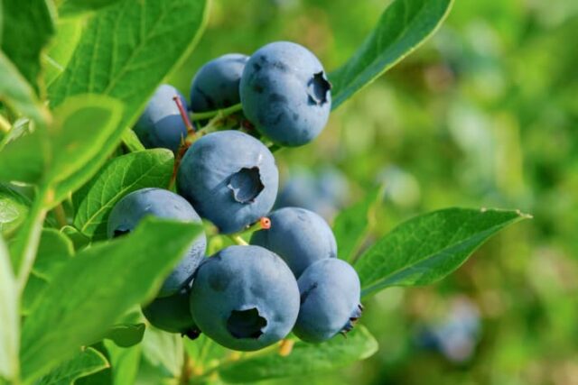 The Toro Blueberry - Minneopa Orchards