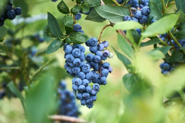 9 Common Blueberry Pests: How To Identify and Get Rid of Them ...