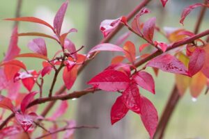 The Sunshine Blue Blueberry - Minneopa Orchards