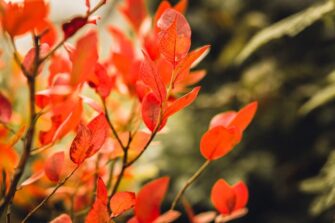 The Legacy Blueberry - Minneopa Orchards