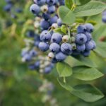 The Elliot Blueberry - Minneopa Orchards