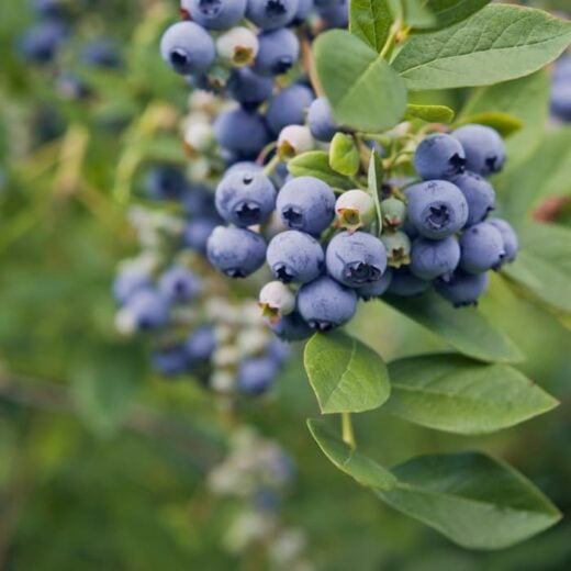 The Elliot Blueberry - Minneopa Orchards