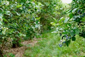 The Sharpblue Blueberry - Minneopa Orchards