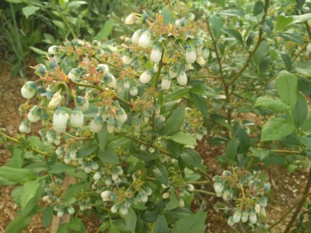 The Bluegold Blueberry - Minneopa Orchards