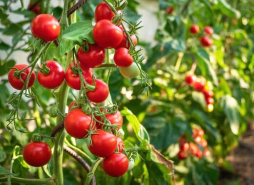 The Gardener's Delight Tomato - Minneopa Orchards