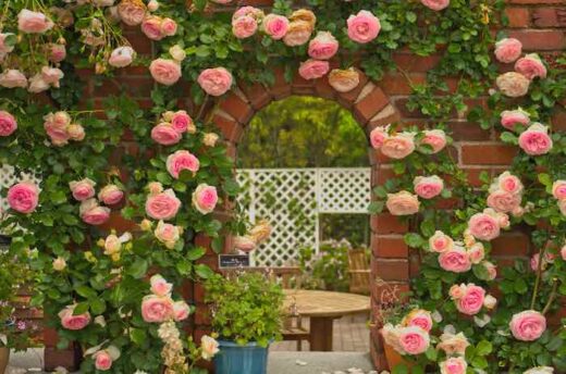 Beautiful Climbing Roses: How To Grow, Care For, and Prune Climbing ...