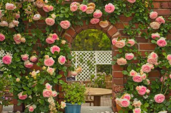 Beautiful Climbing Roses: How To Grow, Care For, and Prune Climbing ...