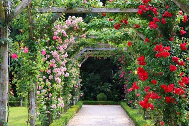 Beautiful Climbing Roses: How To Grow, Care For, and Prune Climbing ...