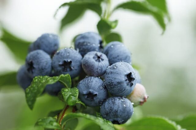 The Calypso Blueberry - Minneopa Orchards