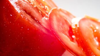 The Stupice Tomato - Minneopa Orchards