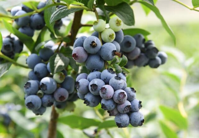 The Draper Blueberry - Minneopa Orchards