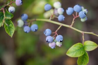 The Top Hat Blueberry - Minneopa Orchards