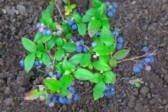 The Top Hat Blueberry - Minneopa Orchards