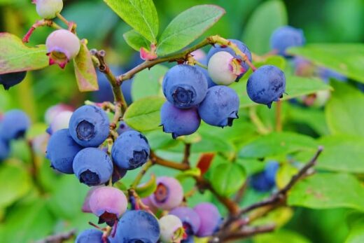 The Top Hat Blueberry - Minneopa Orchards