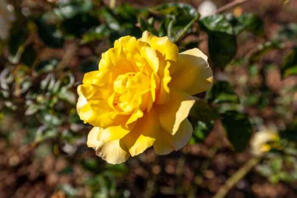 Beautiful Climbing Roses: How To Grow, Care For, and Prune Climbing ...