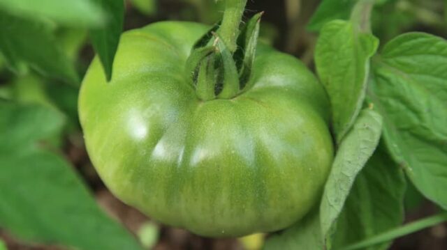 The Green Giant Tomato - Minneopa Orchards