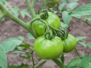 The Green Giant Tomato - Minneopa Orchards