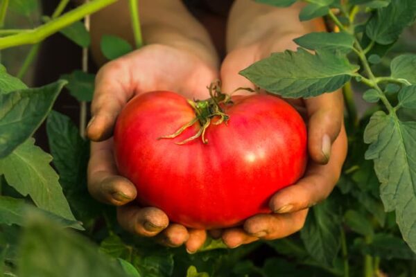 The Hungarian Heart Tomato - Minneopa Orchards