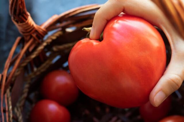The Hungarian Heart Tomato - Minneopa Orchards