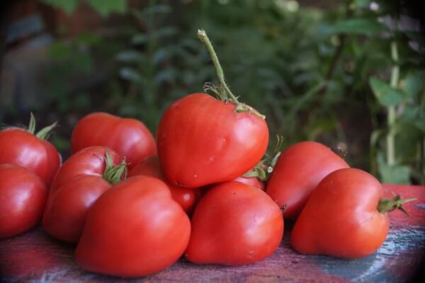 The Hungarian Heart Tomato - Minneopa Orchards