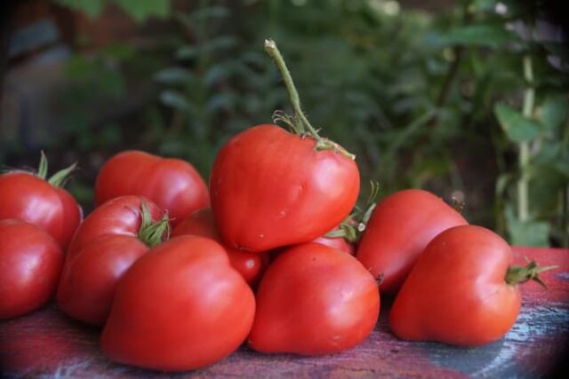 The Hungarian Heart Tomato - Minneopa Orchards