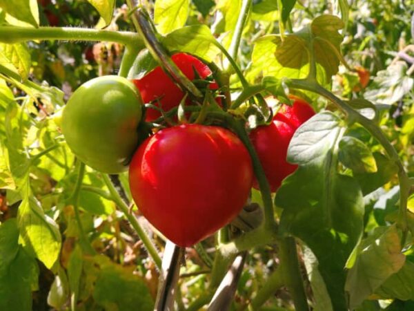 The Hungarian Heart Tomato - Minneopa Orchards